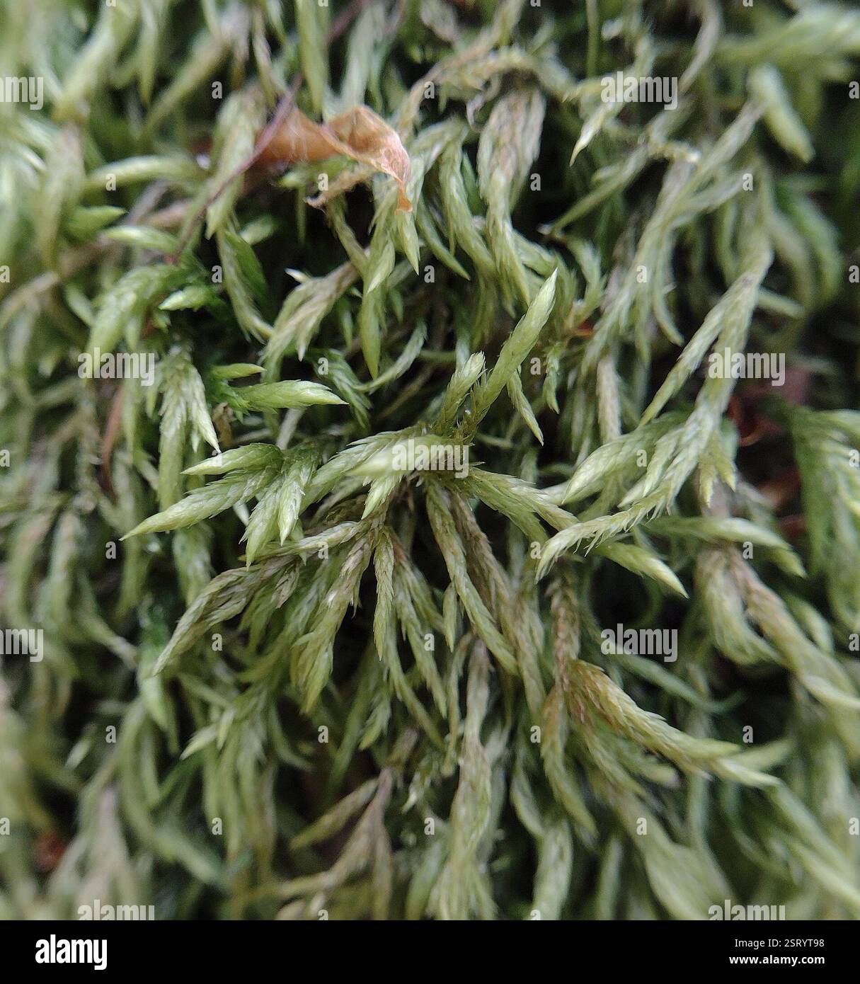 Larger Mouse-tail Moss (Isothecium alopecuroides), Plantae, Gdynia ...