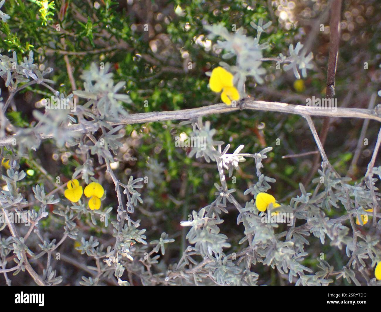 Fingerleaf Capegorse (Aspalathus digitifolia), Plantae, Robinson Pass ...