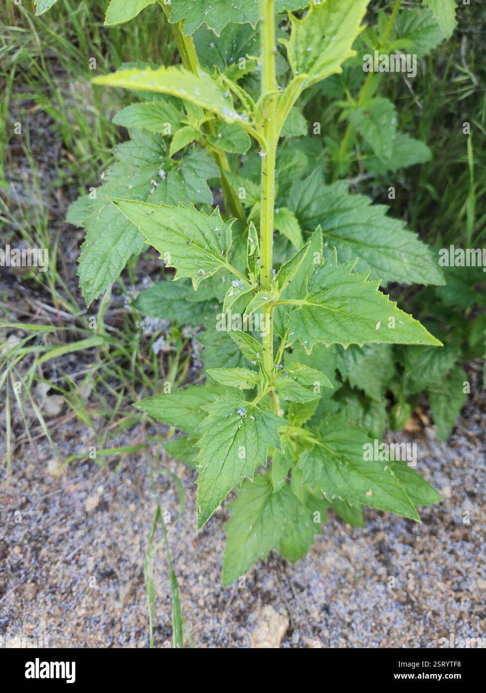 California beeplant (Scrophularia californica), Plantae, Banning, CA ...