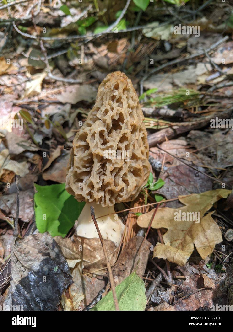 American yellow morel (Morchella americana), Fungi, Grafton, ON K0K 2G0 ...