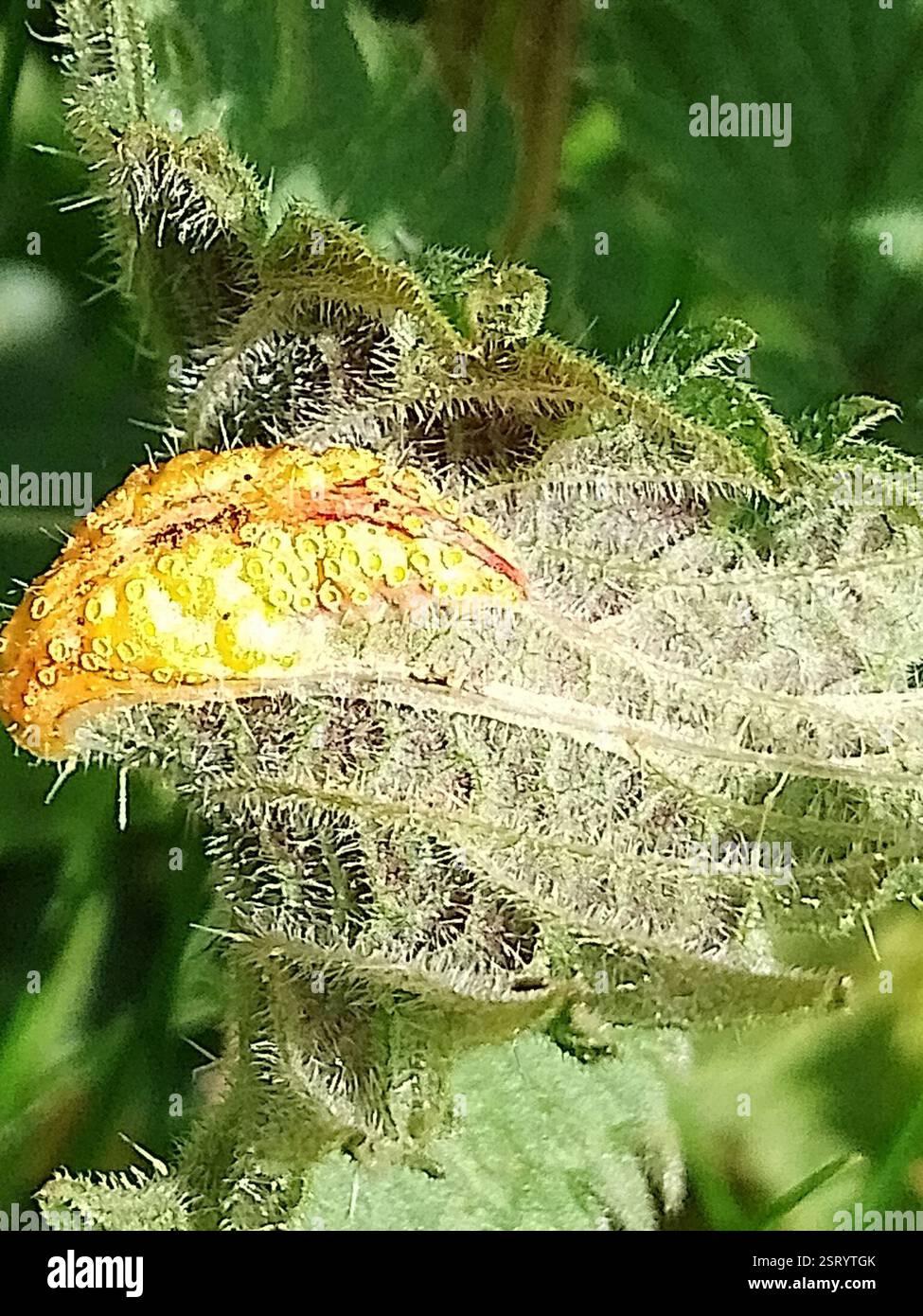 Nettle Clustercup Rust fungus (Puccinia urticata), Fungi, Balgreen Road ...