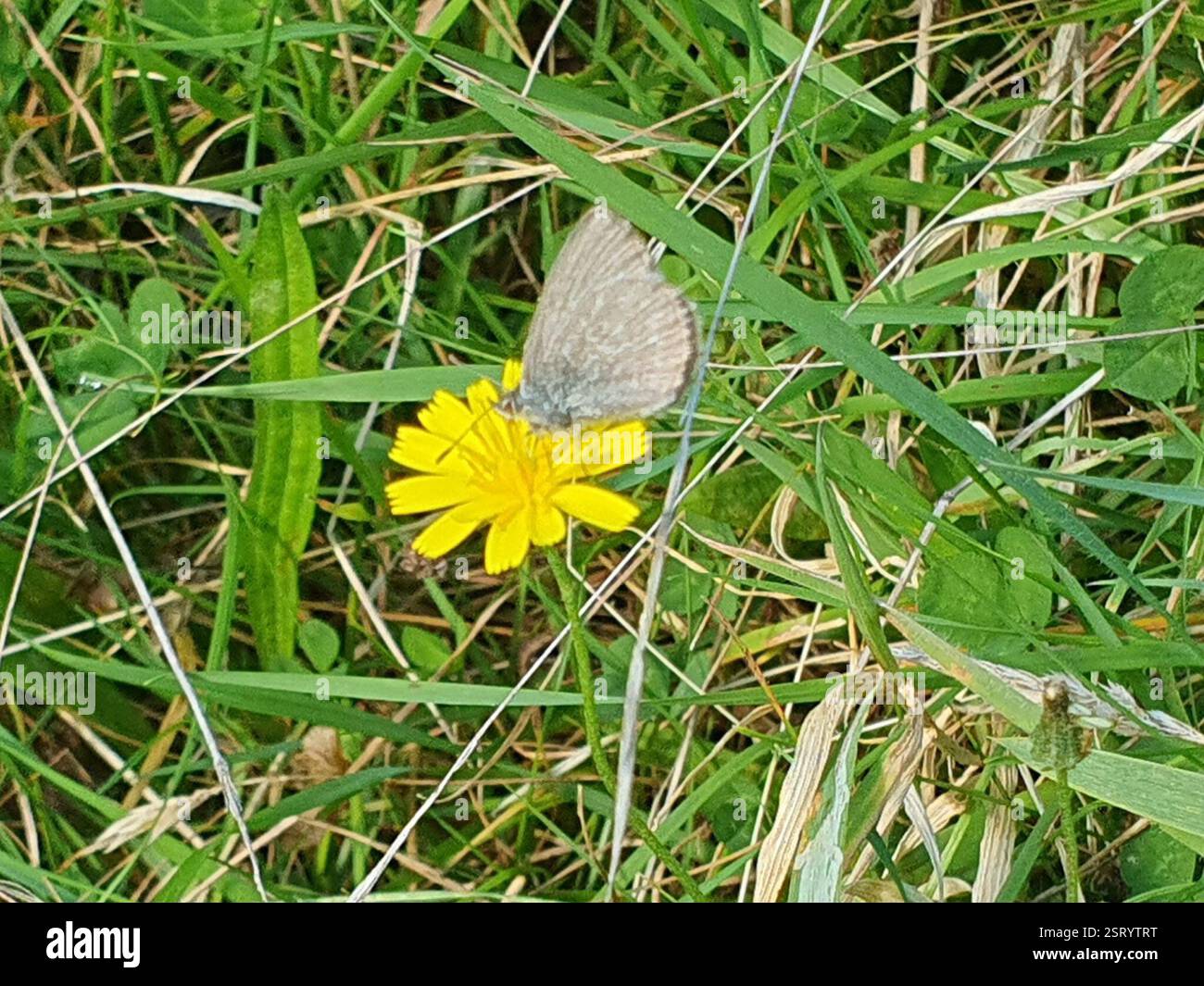 Common Grass-blue (Zizina otis labradus), Insecta, Mākara, Wellington ...