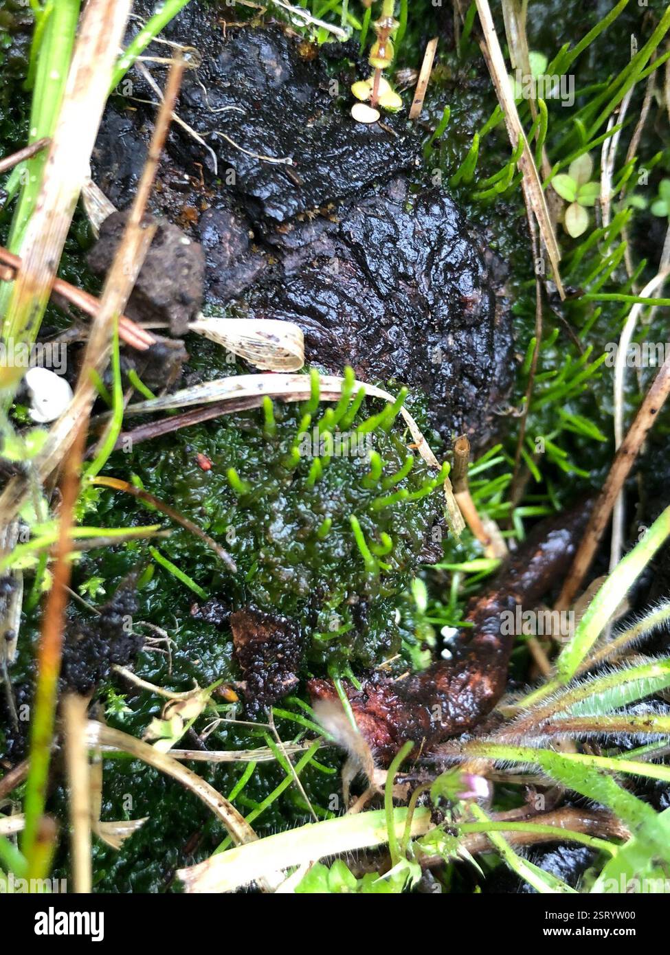 Pearson's phaeoceros (Paraphymatoceros pearsonii), Plantae, Boat Cove ...