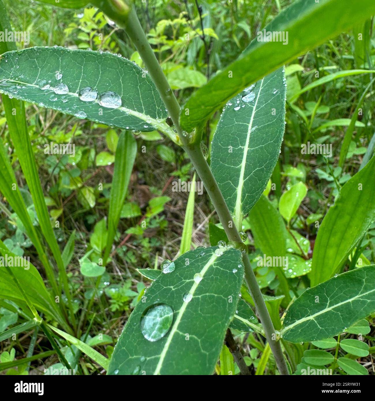 hemp dogbane (Apocynum cannabinum), Plantae, Kentucky, US Stock Photo ...