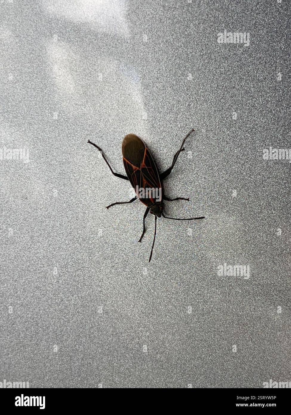 Western Boxelder Bug (Boisea rubrolineata), Insecta, Red Hawk Golf and ...