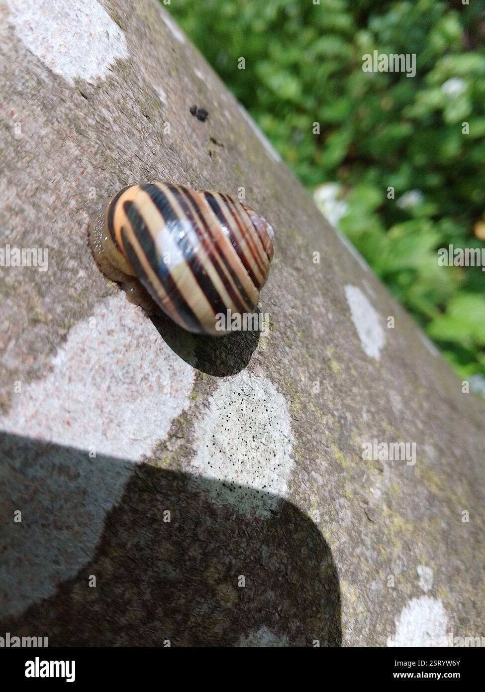 Brown-lipped Snail (Cepaea nemoralis), Mollusca, Balgreen Road ...