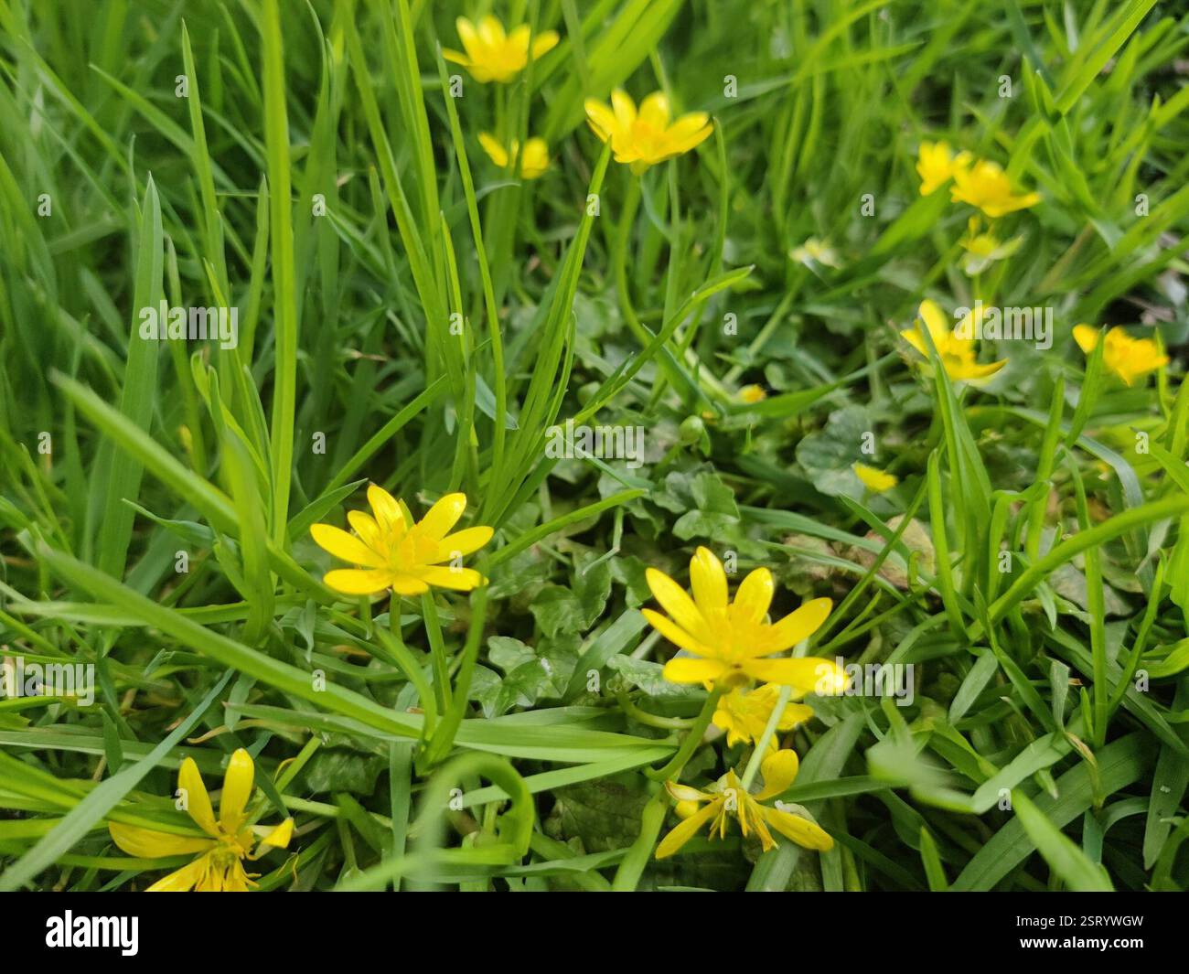 lesser celandine (Ficaria verna), Plantae, Rickerby Park, Carlisle CA3 ...