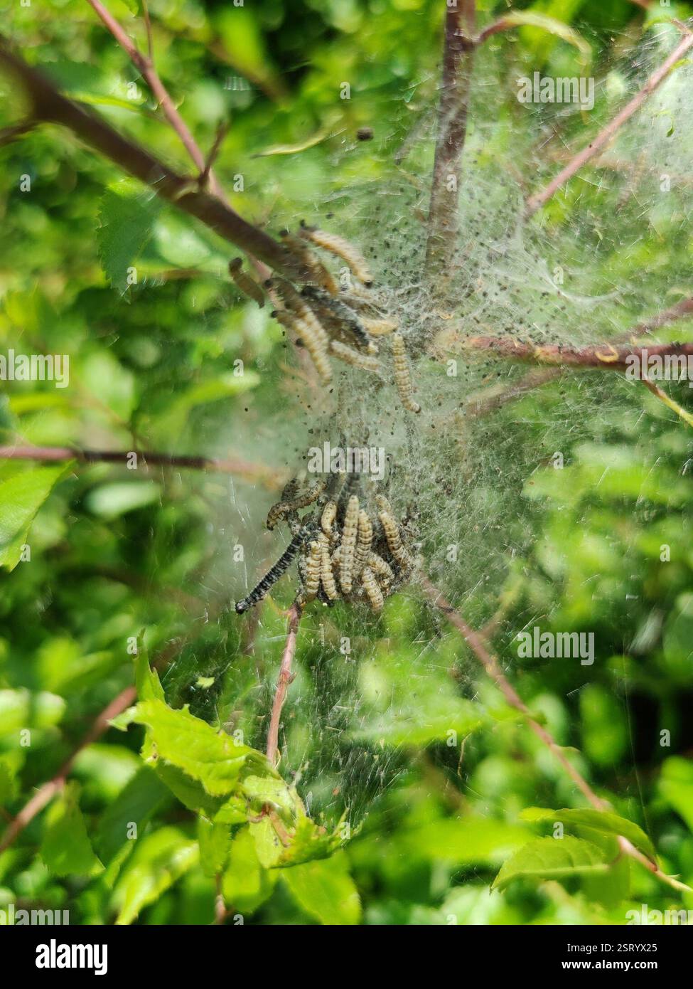 Small Ermine Moths (Yponomeuta), Insecta, Kehlen, Zone Industrielle 3 ...