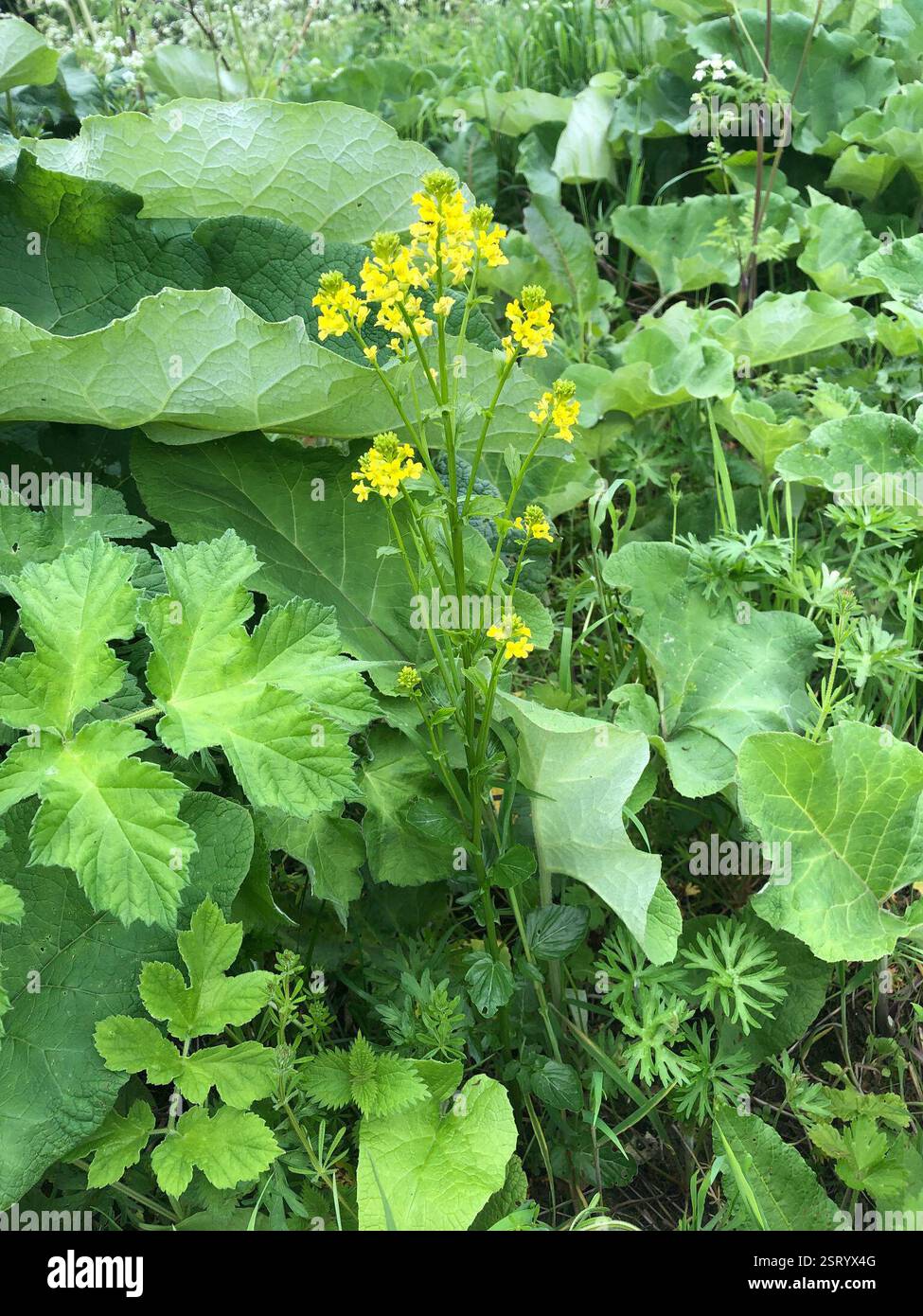 bitter wintercress (Barbarea vulgaris), Plantae, North Wessex Downs ...