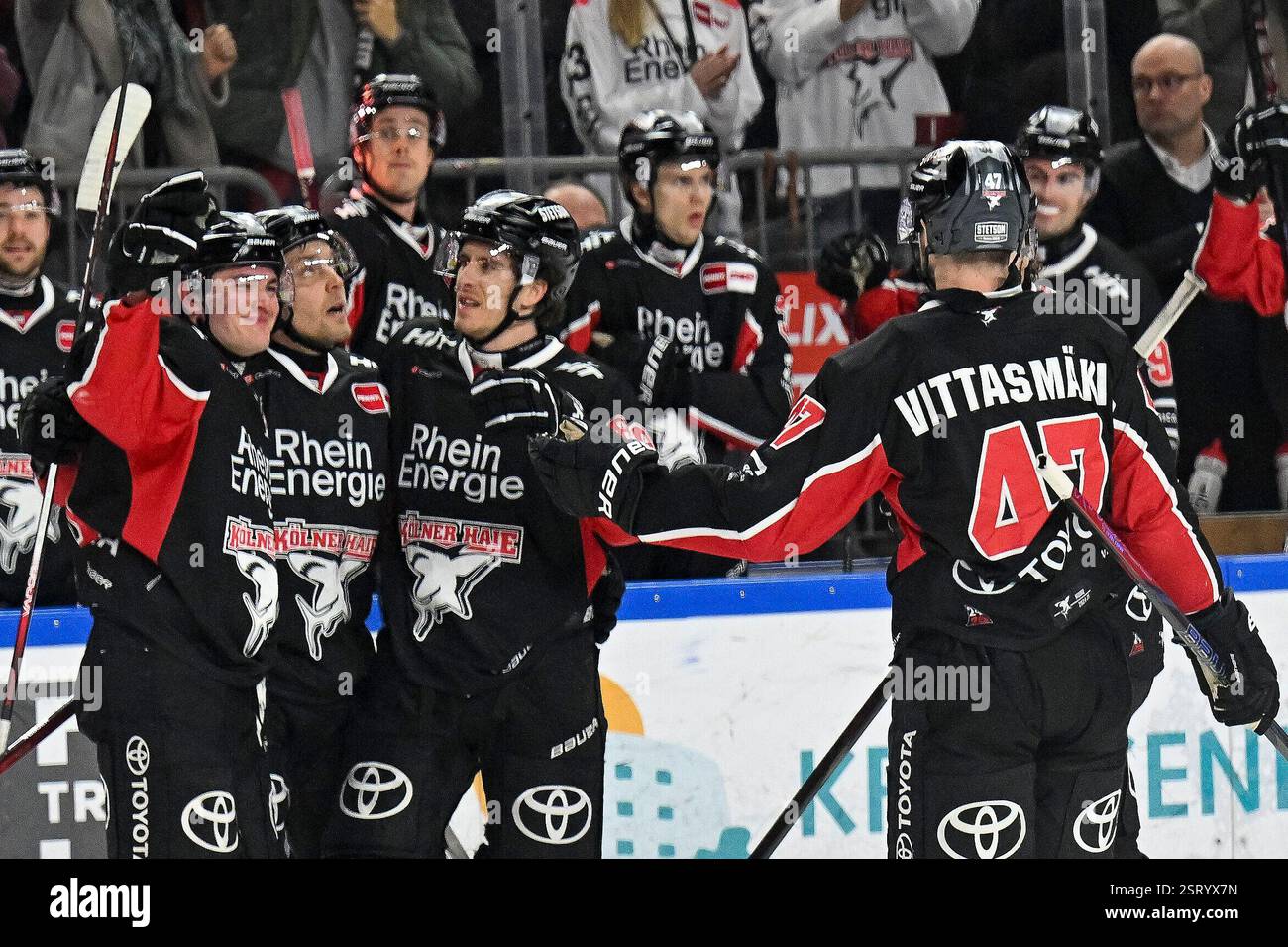Eishockey DEL - 24/25 - 45. Spieltag: Kölner Haie vs Düsseldorfer EG am ...