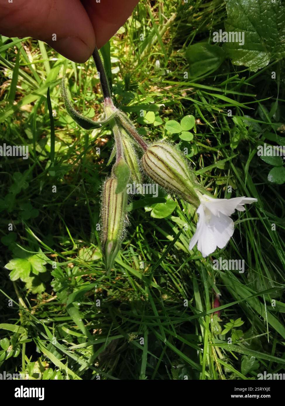 white campion (Silene latifolia), Plantae, The University of Manchester ...