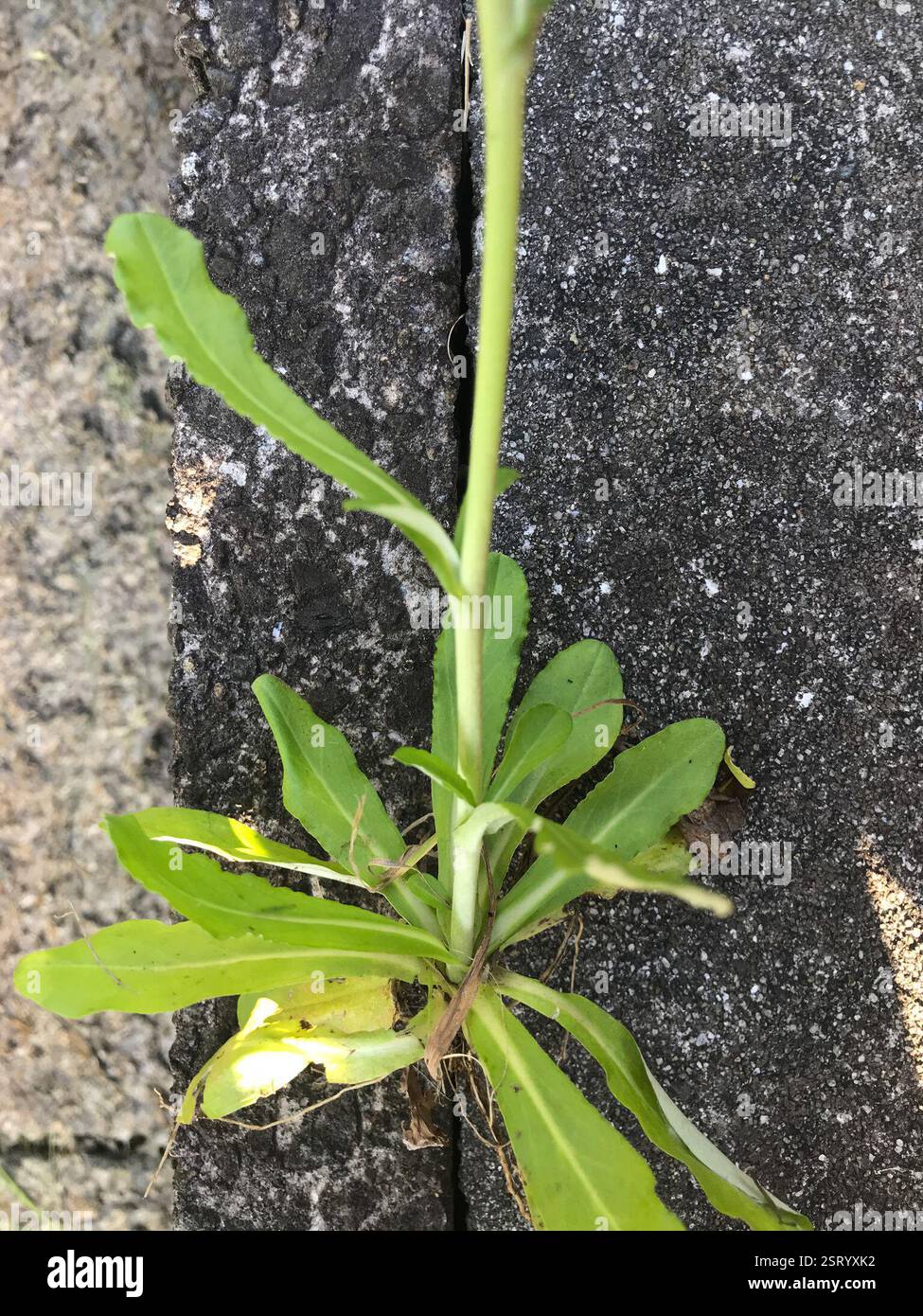 Elegant Cudweed (Gamochaeta impatiens), Plantae, Kamikoshikicho ...