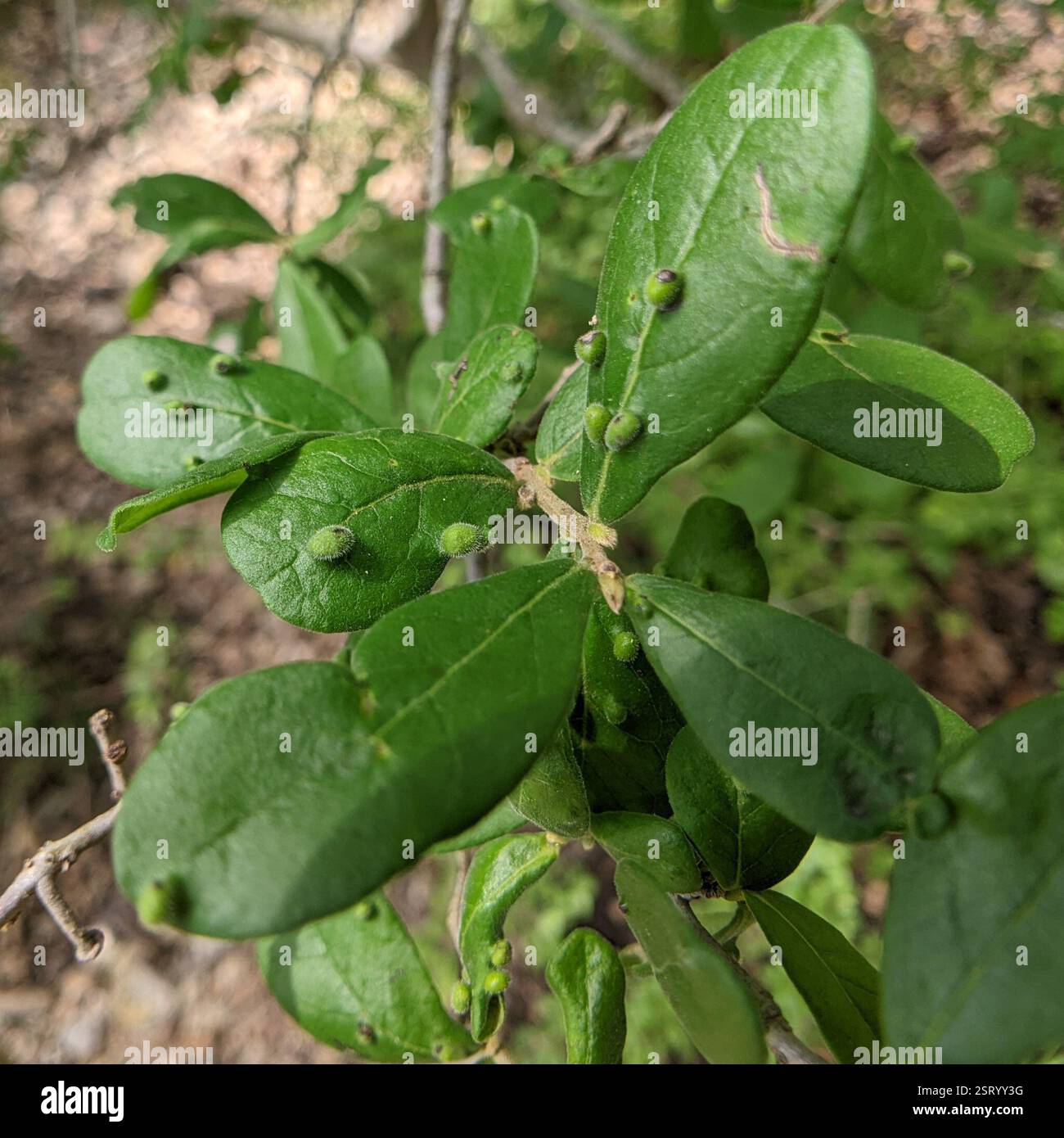 (Aceria), Arachnida, Texas, US, Galls, last photo is tree for better ID ...