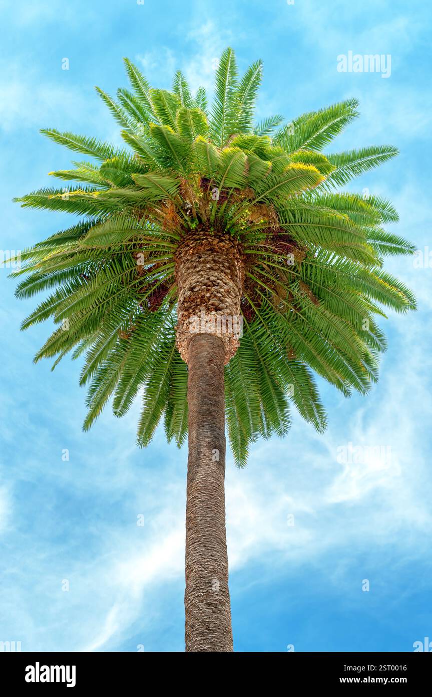 Date palm tree hi-res stock photography and images - Alamy