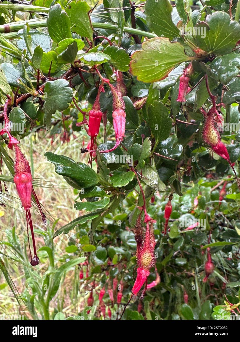 Fuchsiaflower Gooseberry (Ribes speciosum), Plantae, Whiting Ranch ...