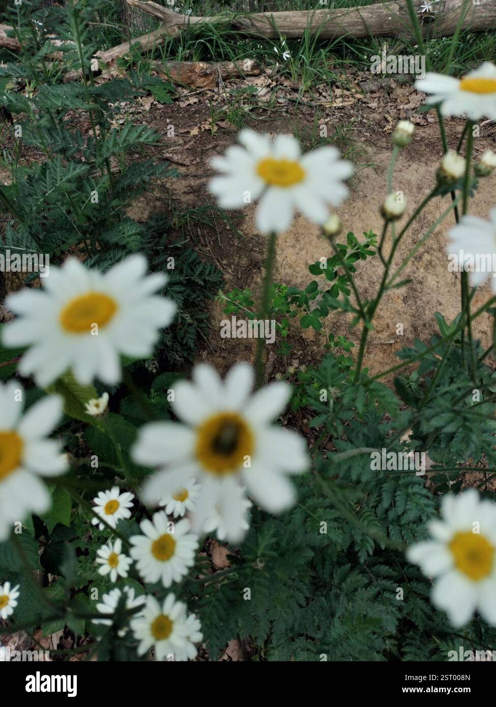Scentless Feverfew (Tanacetum corymbosum), Plantae, 14033 Castell ...