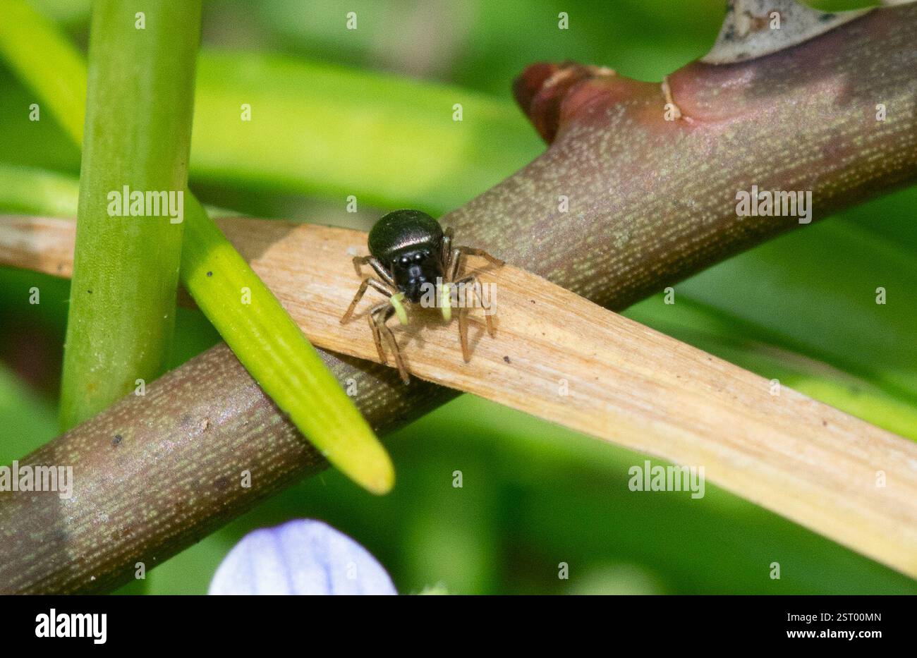 Sun Jumping Spiders (Heliophanus), Arachnida, London, UK Stock Photo ...