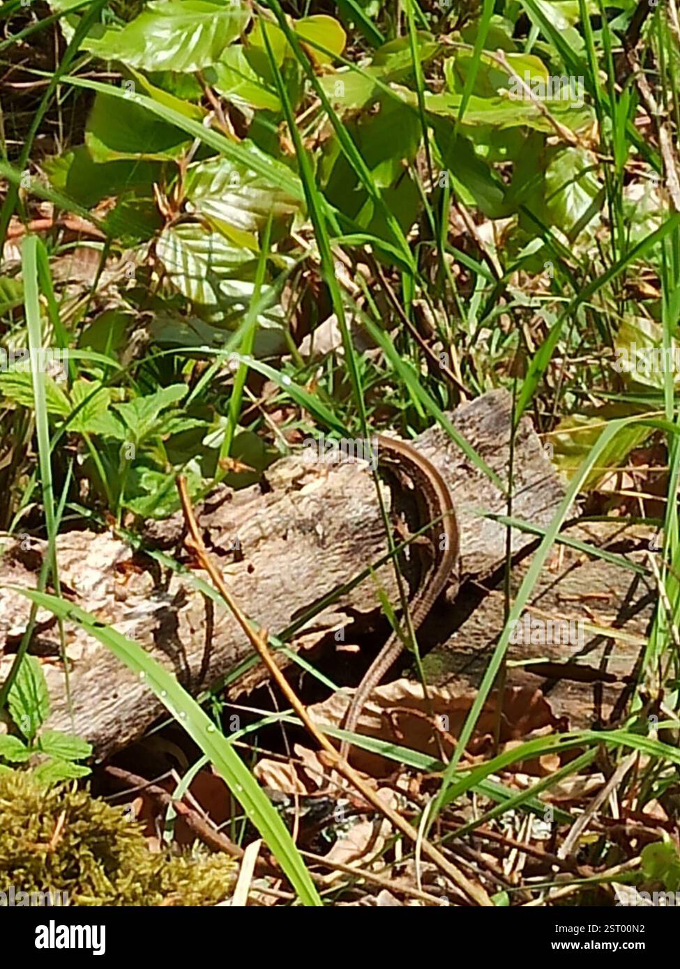 Sand Lizard (Lacerta agilis), Reptilia, 379 01 Třeboň, Česko Stock ...