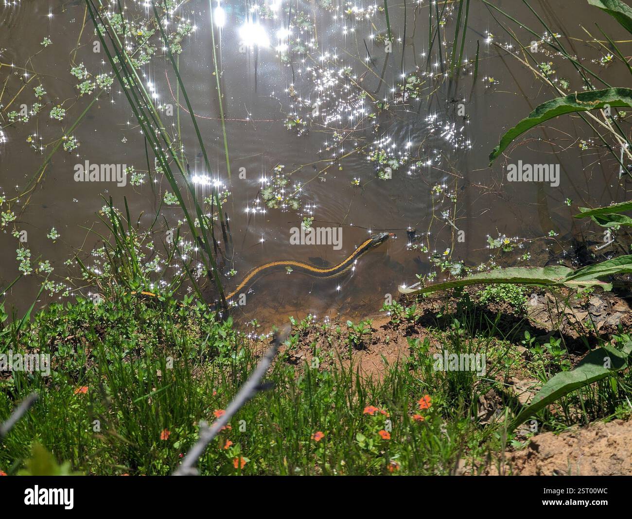 Diablo Range Garter Snake (Thamnophis atratus zaxanthus), Reptilia ...