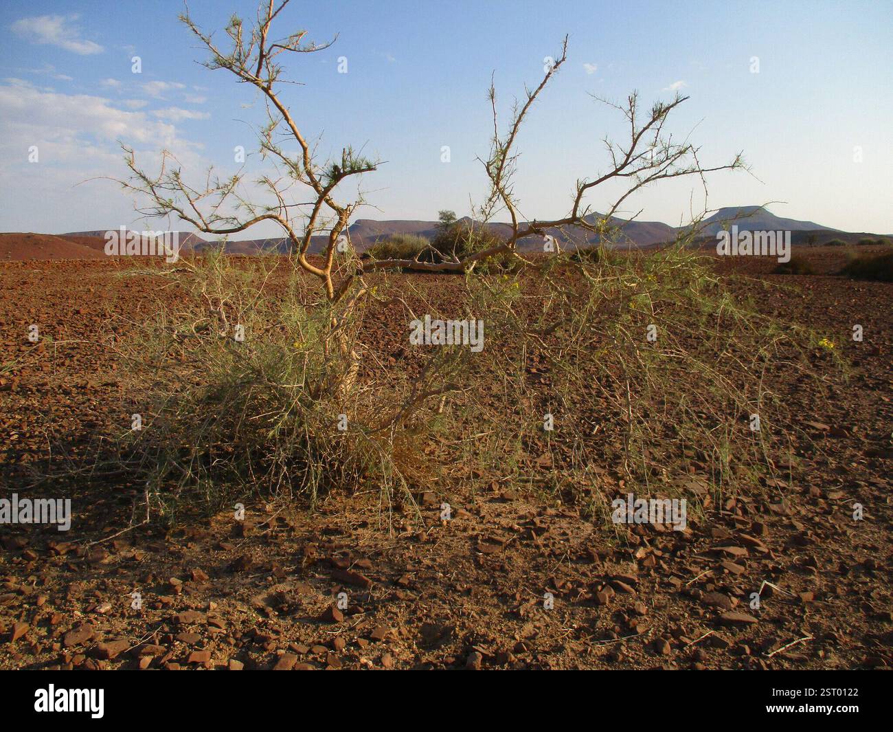 Greenhair Tree (Parkinsonia africana), Plantae, Kunene Region, Namibia ...