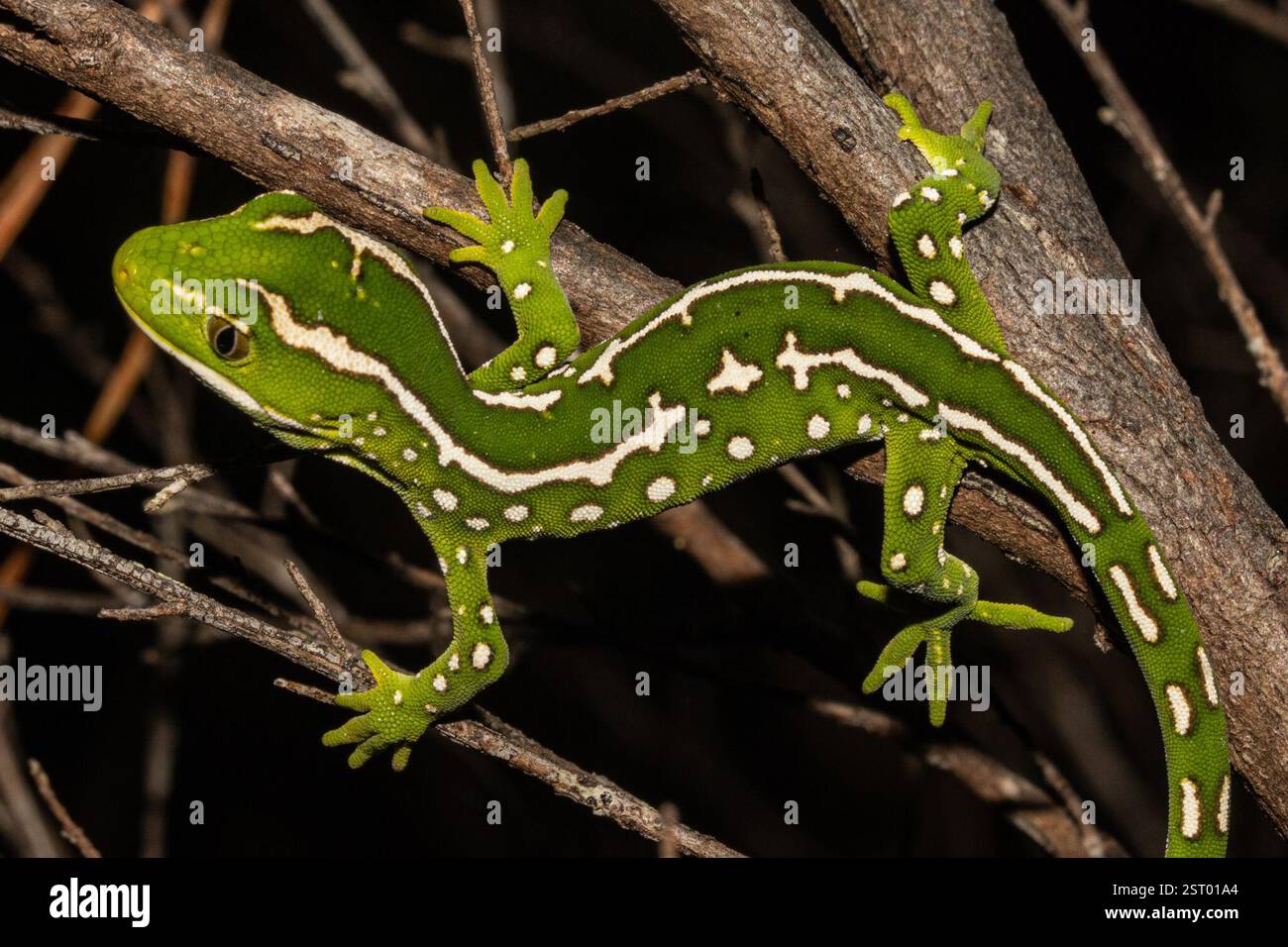 Northland Green Gecko (Naultinus grayii), Reptilia, Far North, NZ-NO ...