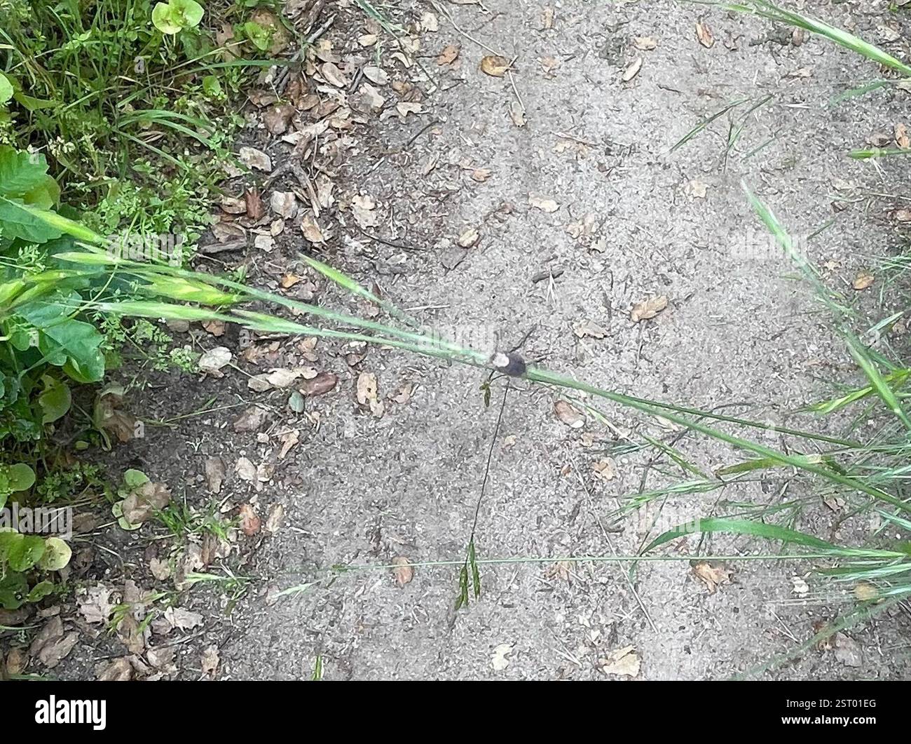 Pacific Coast Tick (Dermacentor occidentalis), Arachnida, Toro County ...