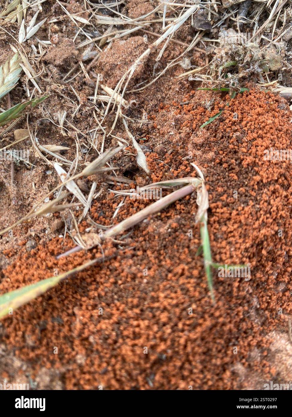 Yellow Pyramid Ant (Dorymyrmex flavus), Insecta, Samuels Ave, Fort ...