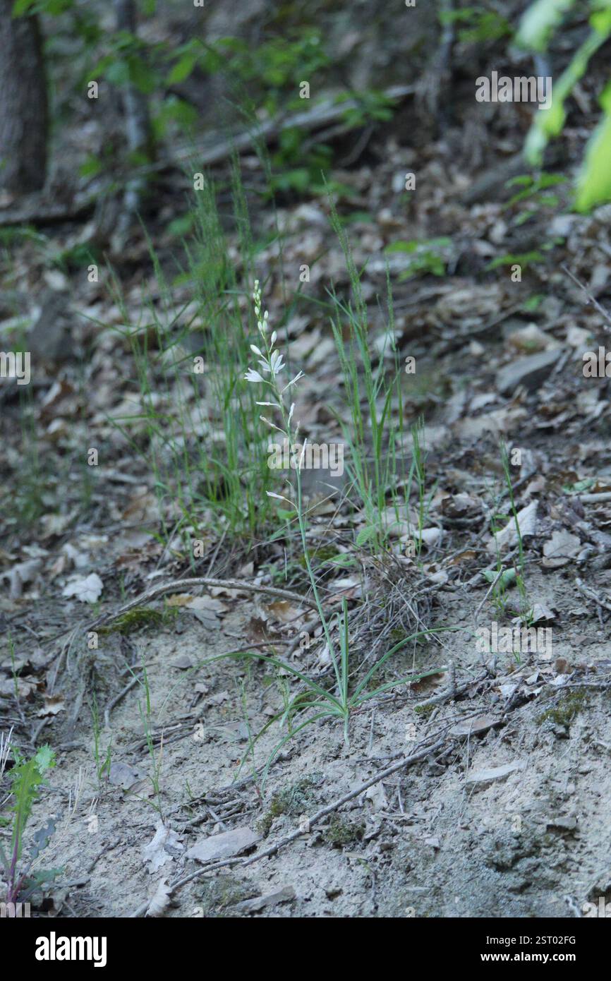 St Bernard's Lily (Anthericum liliago), Plantae, 56332 Brodenbach ...