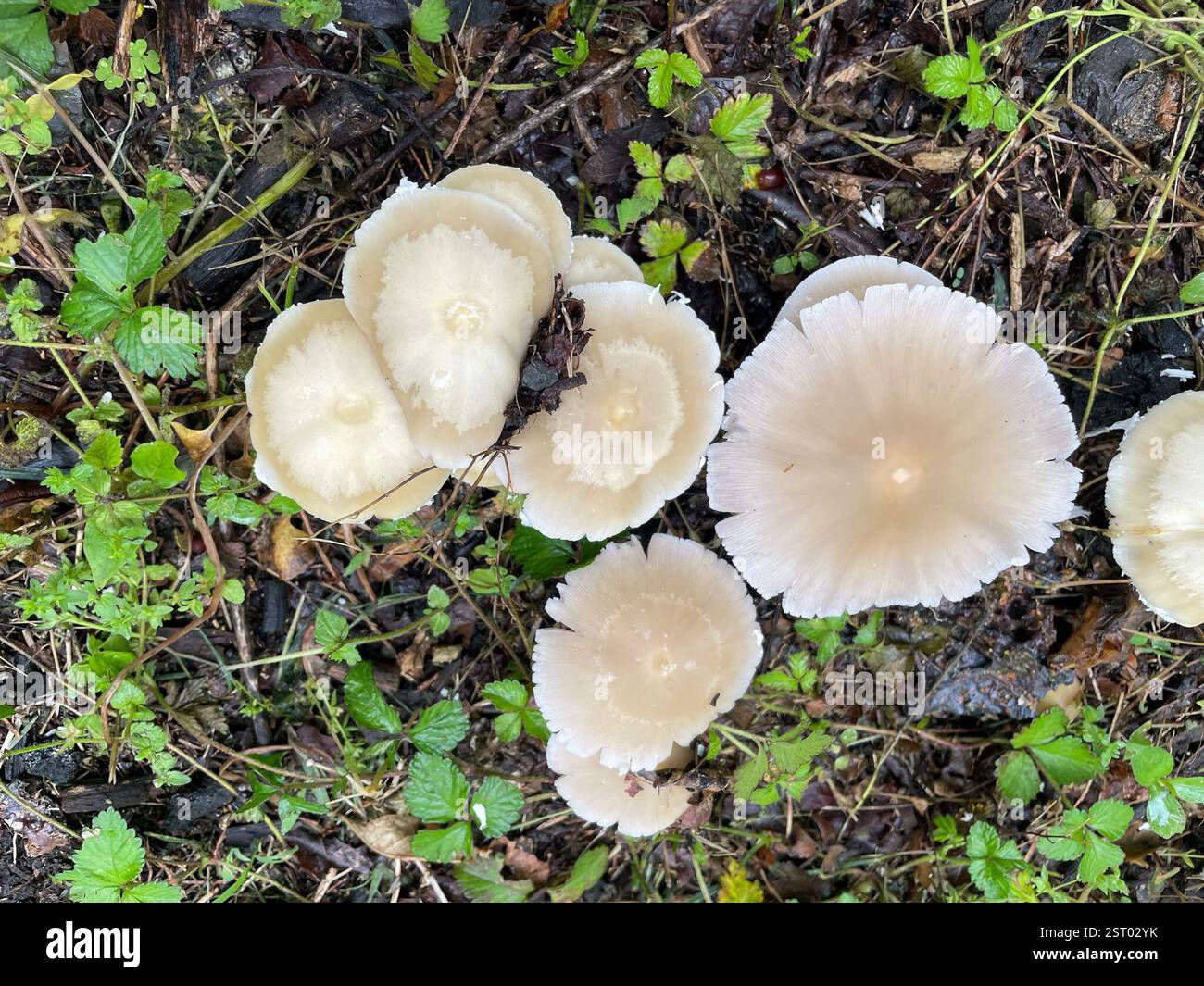 Pale Brittlestem (Candolleomyces candolleanus), Fungi, New River Trail ...