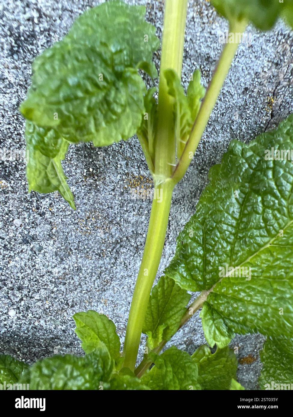 lemon balm (Melissa officinalis), Plantae, Jackson Cres, New ...