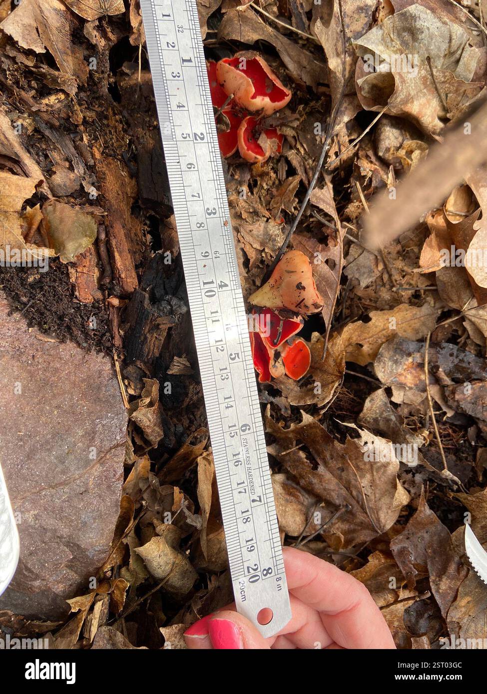 Scarlet Elfcup (Sarcoscypha austriaca), Fungi, Devil's Lake State Park ...