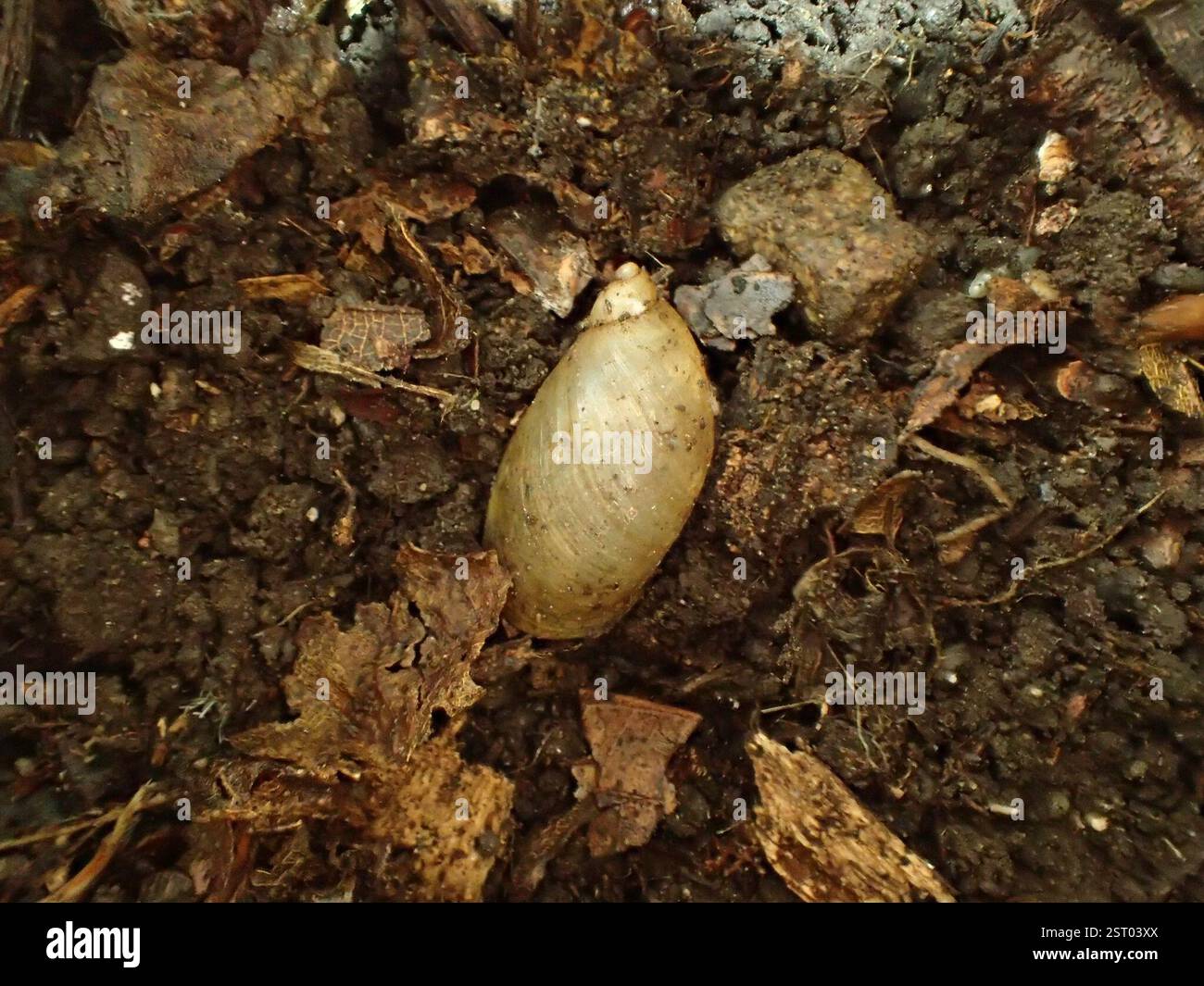 (Succinea lauta), Mollusca, Japan Stock Photo - Alamy