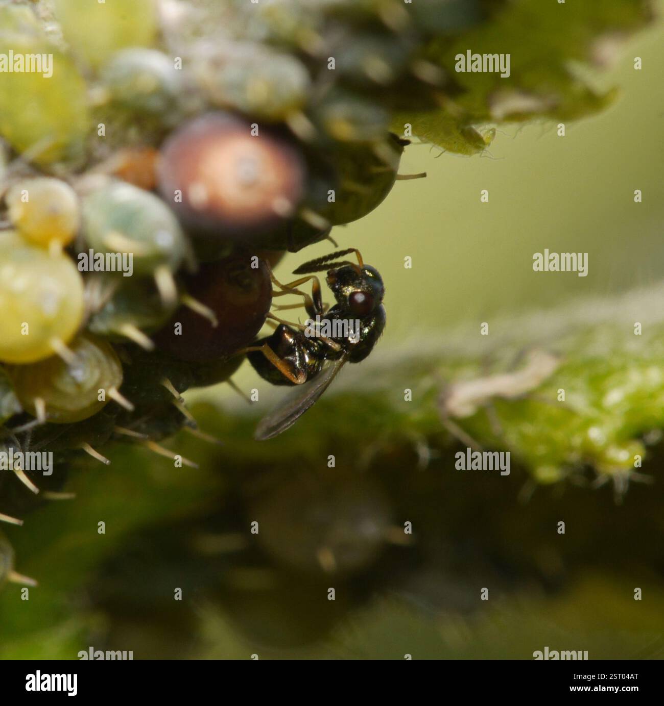 (Pteromalini), Insecta, Beulich, Deutschland, on Salix, laying eggs next to ant-aphid ...