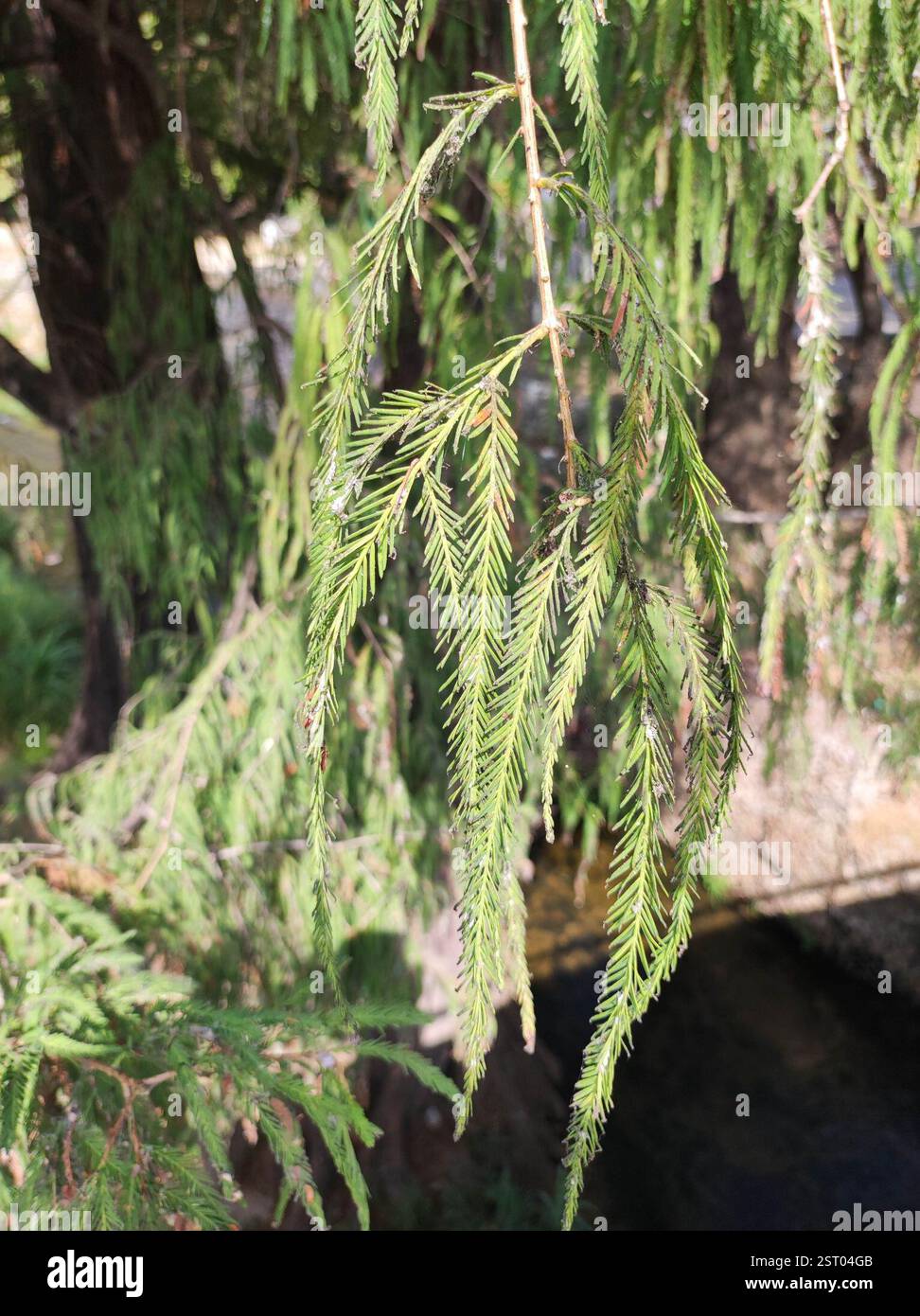 Montezuma cypress (Taxodium mucronatum), Plantae, 29020 Tuxtla ...