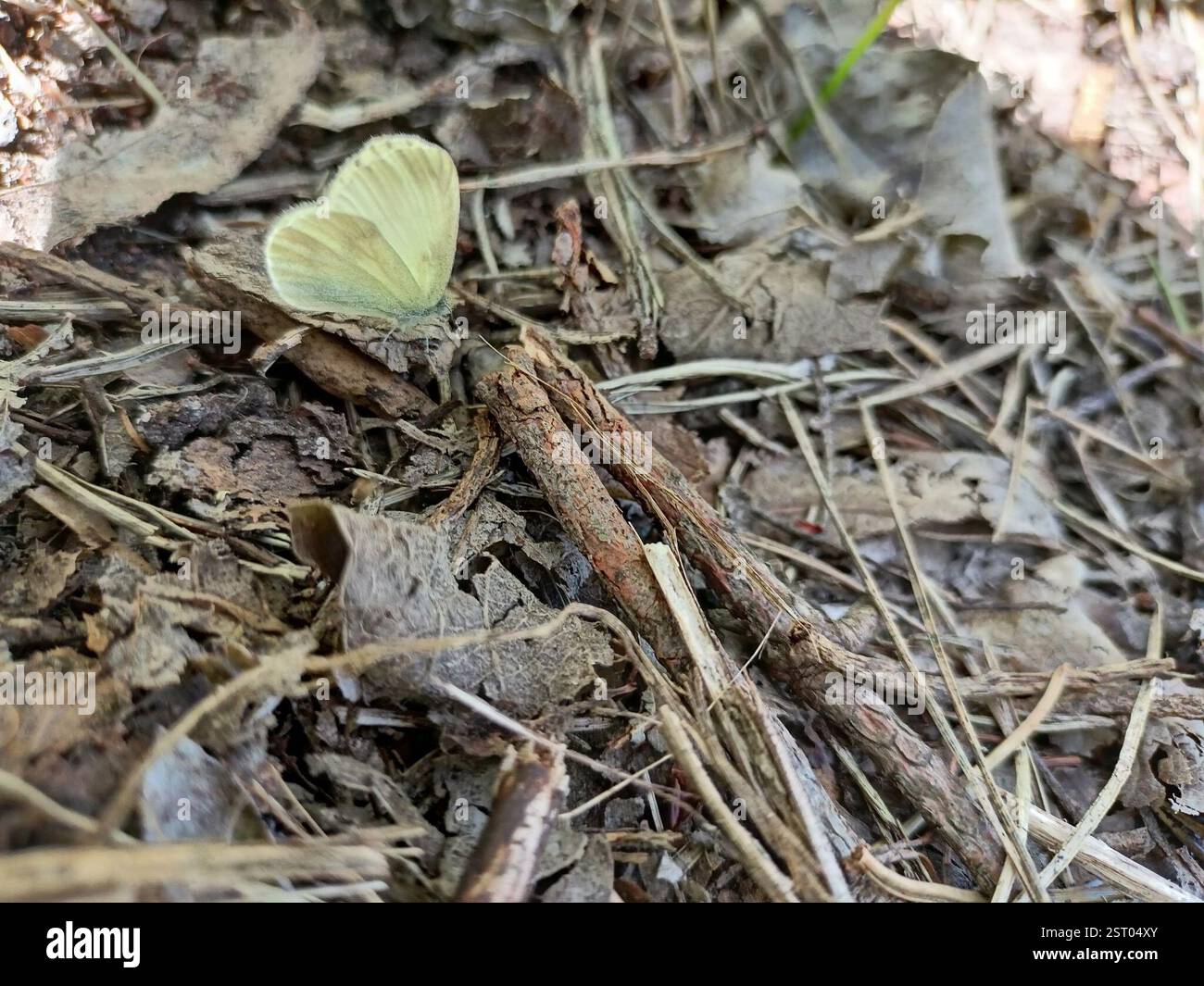 (Leptidea sinapis), Insecta, Калининградская обл., Россия, 238210 Stock ...