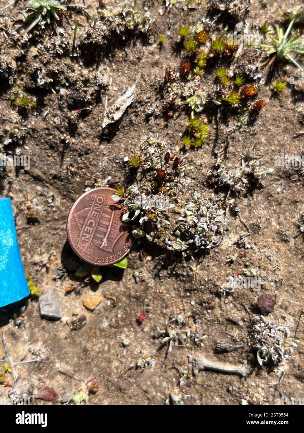 Santa Ynez groundstar (Ancistrocarphus keilii), Plantae, California, US ...