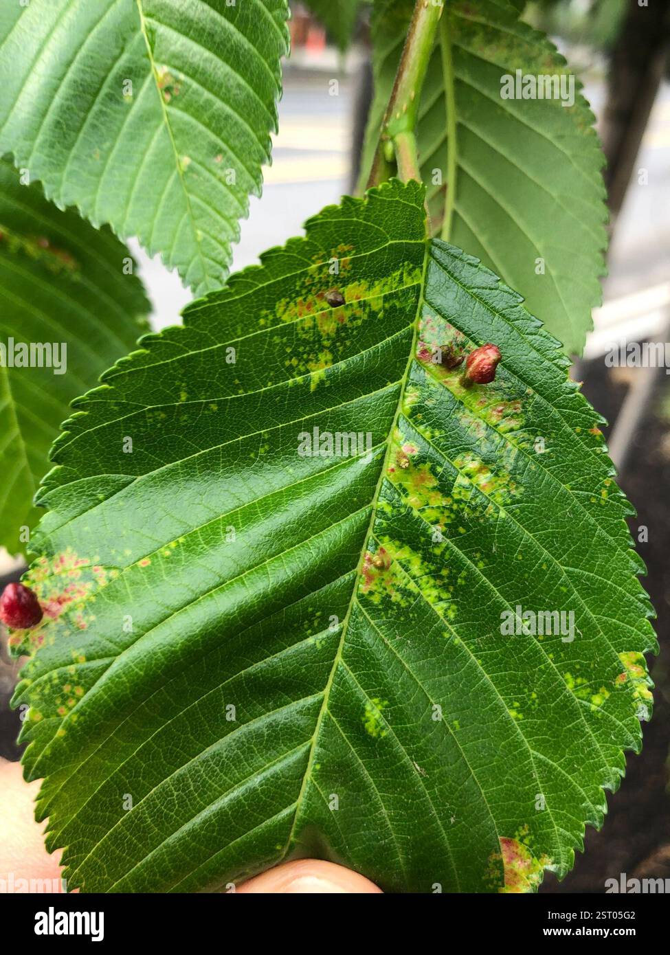 Rice Root Aphid (Tetraneura akinire), Insecta, Galileo Galilei Way ...