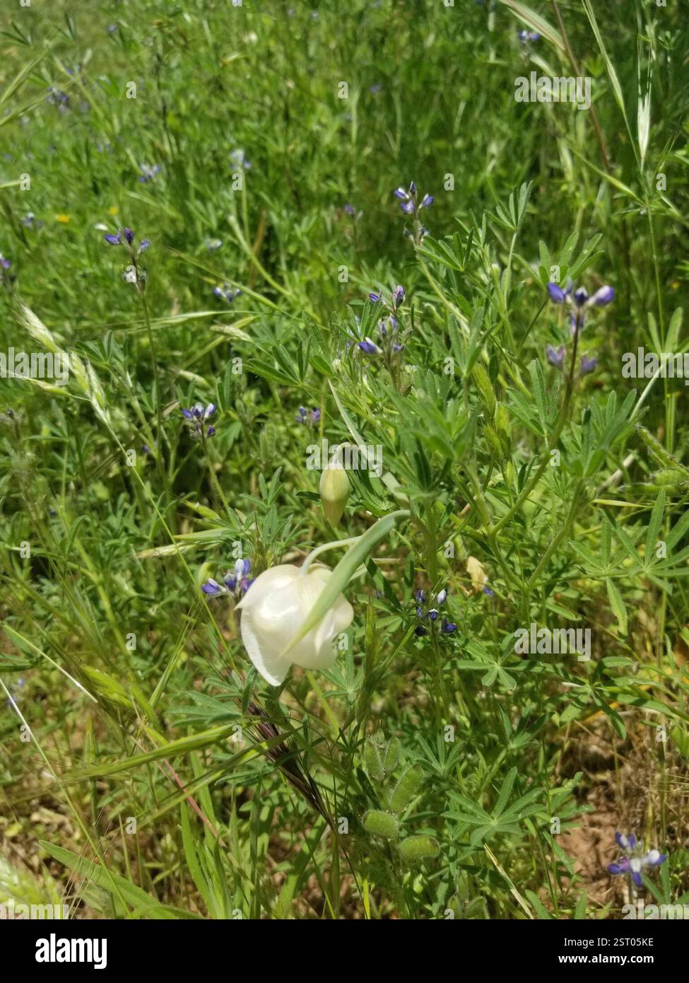 White Globe Lily (Calochortus albus), Plantae, Ojai, CA 93023, USA ...