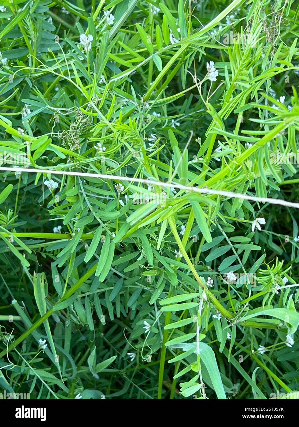 Hairy tare (Vicia hirsuta), Plantae, Bullwood Hall Lane, Hockley ...