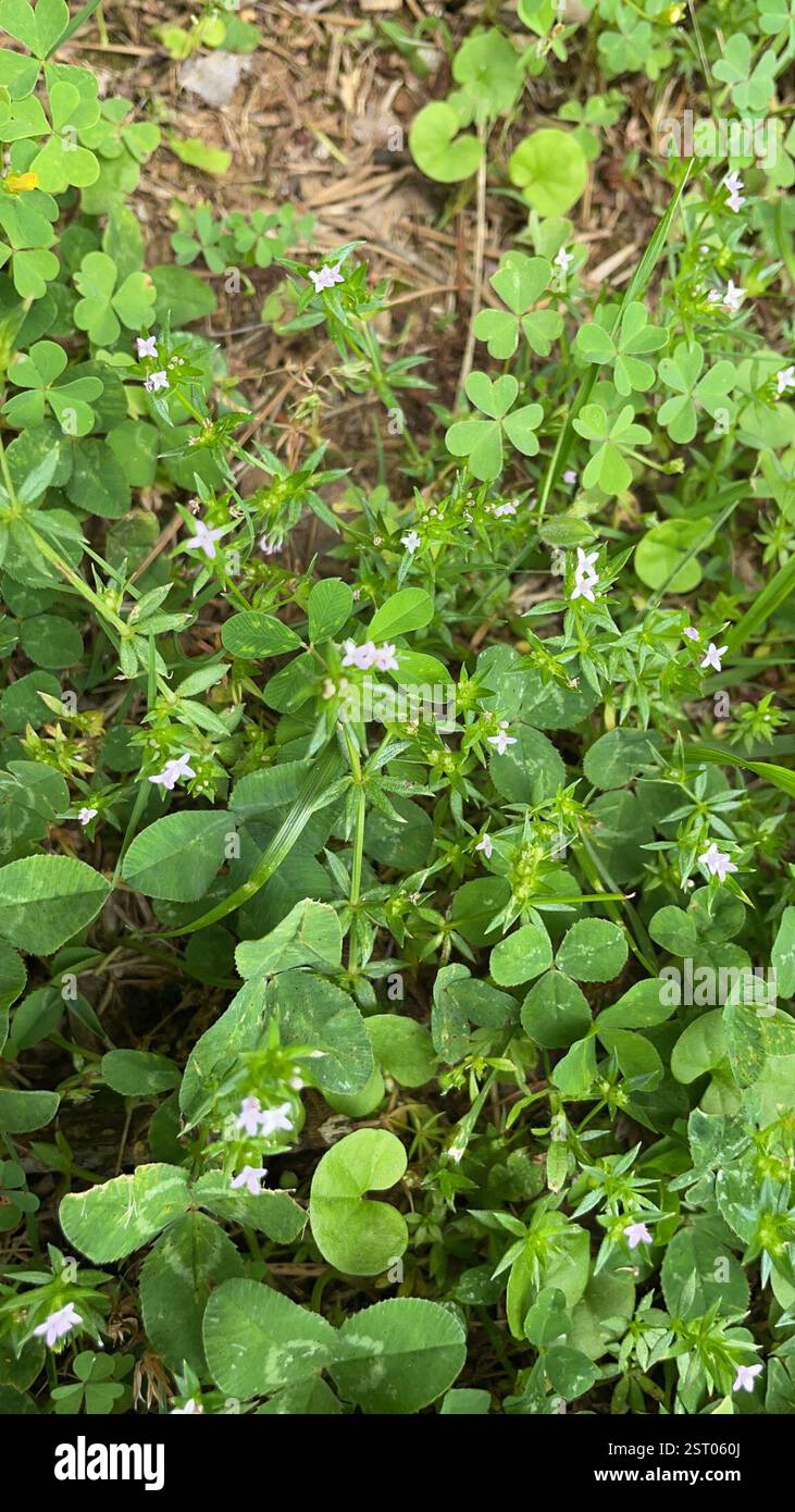 Field madder (Sherardia arvensis), Plantae, Adairsville Stock Photo - Alamy
