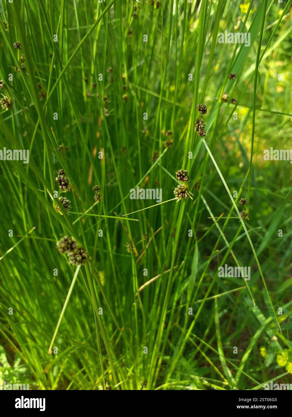 Round-headed Clubrush (Scirpoides holoschoenus), Plantae, 1020 Vídeň ...
