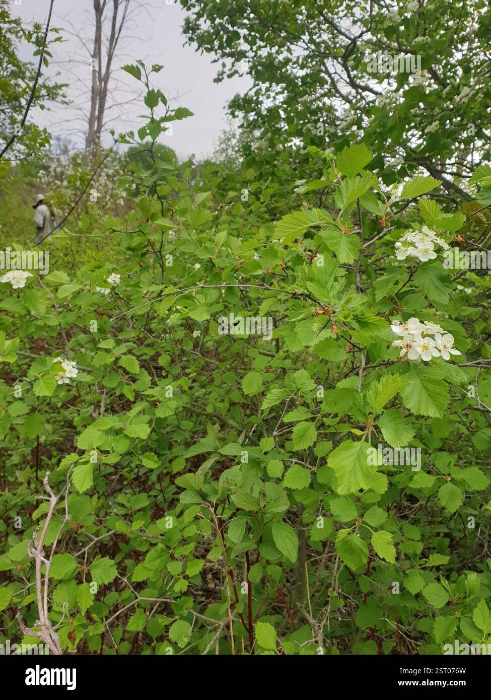 Canadian Hawthorn (Crataegus canadensis), Plantae, Laval, QC, Canada ...