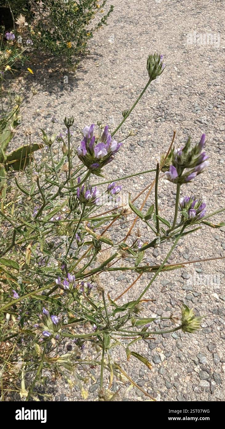 arabian pea (Bituminaria bituminosa), Plantae, 4η ΛΥΚΑΒΗΤΤΟΥ, Athina ...