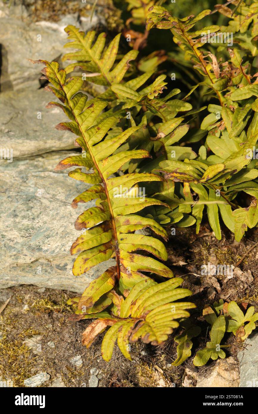 polypody ferns (Polypodium), Plantae, Penrhos Beach area, Penrhos ...