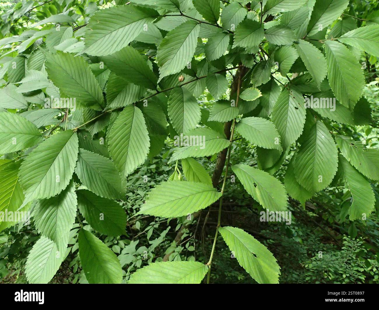 Japanese Elm (Ulmus davidiana japonica), Plantae, Saitama, JP Stock ...