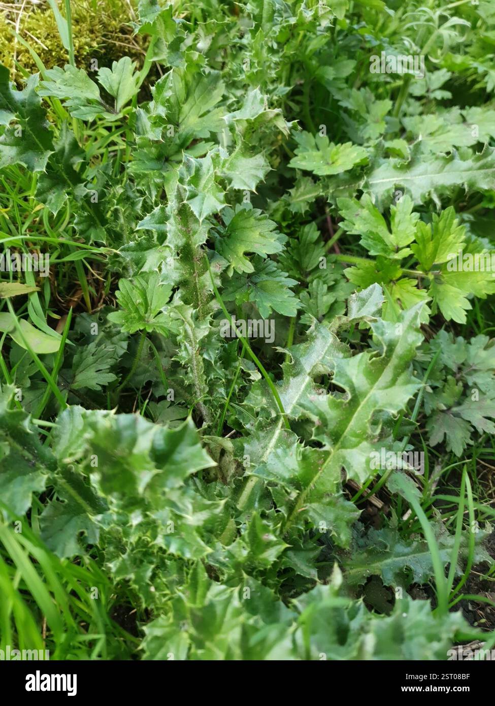 Welted Thistle (Carduus crispus), Plantae, Little Matlock Wood, Loxley ...