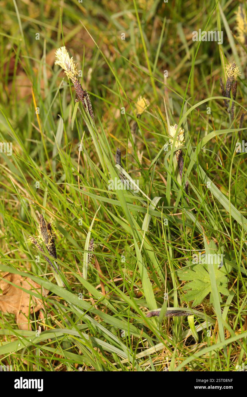 blue sedge (Carex flacca), Plantae, Norton Priory, Tudor Road, Runcorn ...