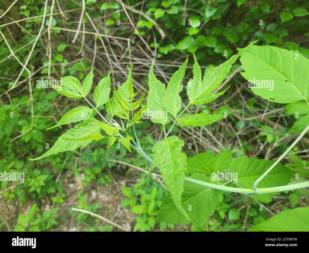 box elder (Acer negundo), Plantae, Lansing, MI 48917, USA Stock Photo ...