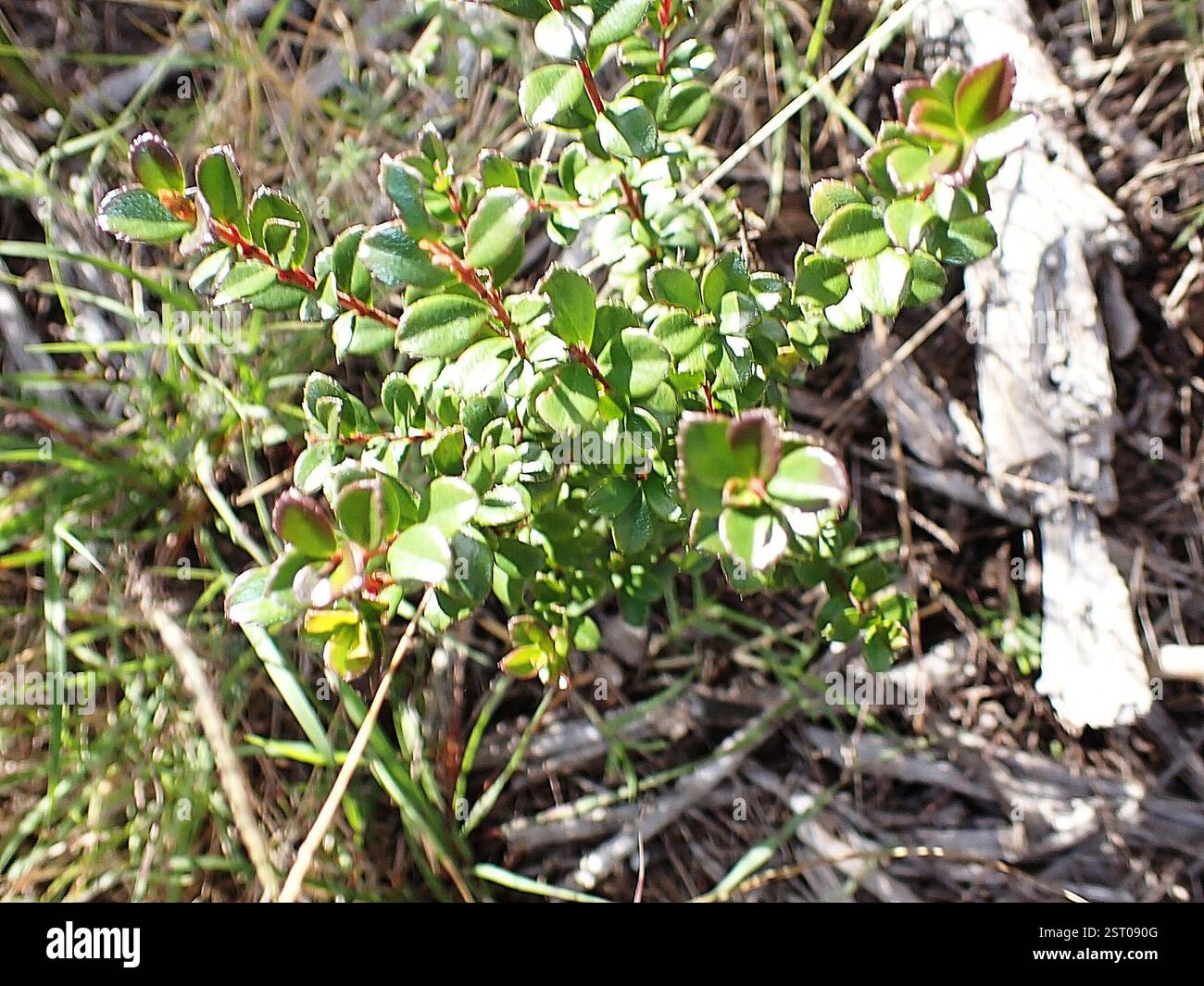 African Boxwood (Myrsine africana), Plantae, Gourikwa, Southern Cape ...