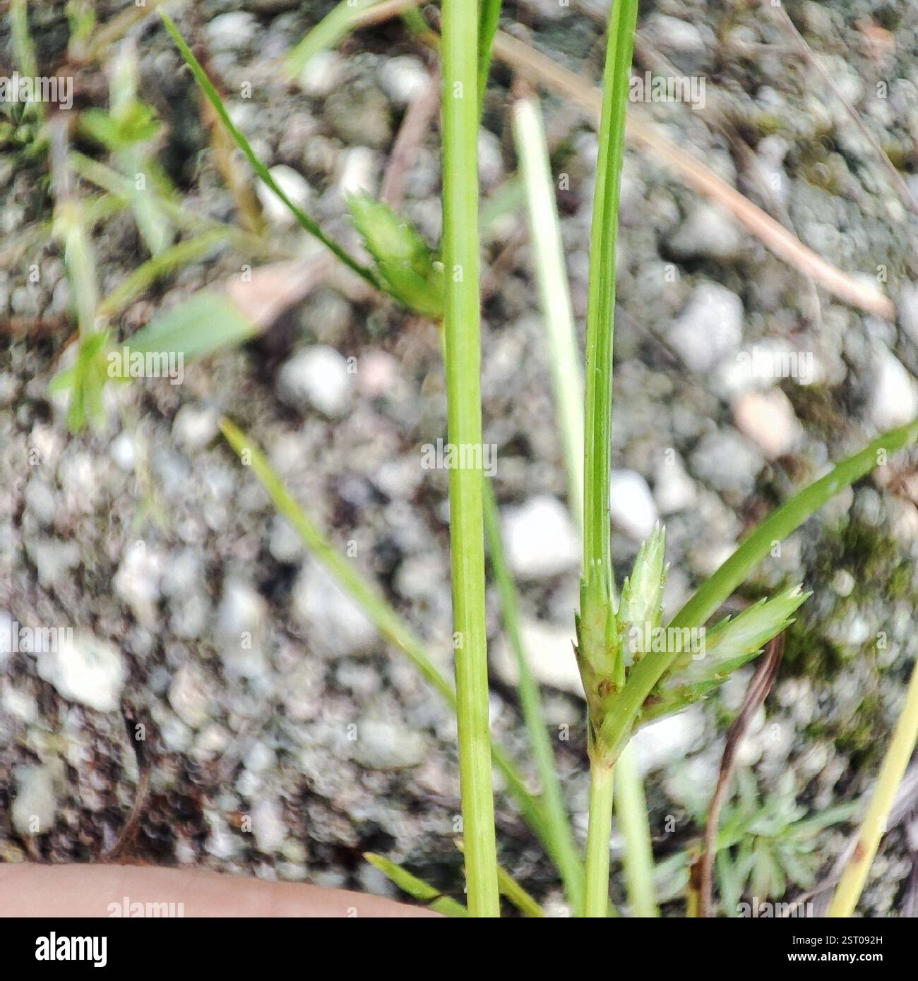 Poorland Flatsedge (Cyperus compressus), Plantae, British Indian Ocean ...